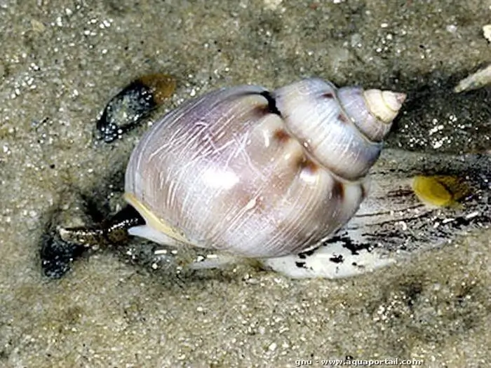 Nassarius coronatus