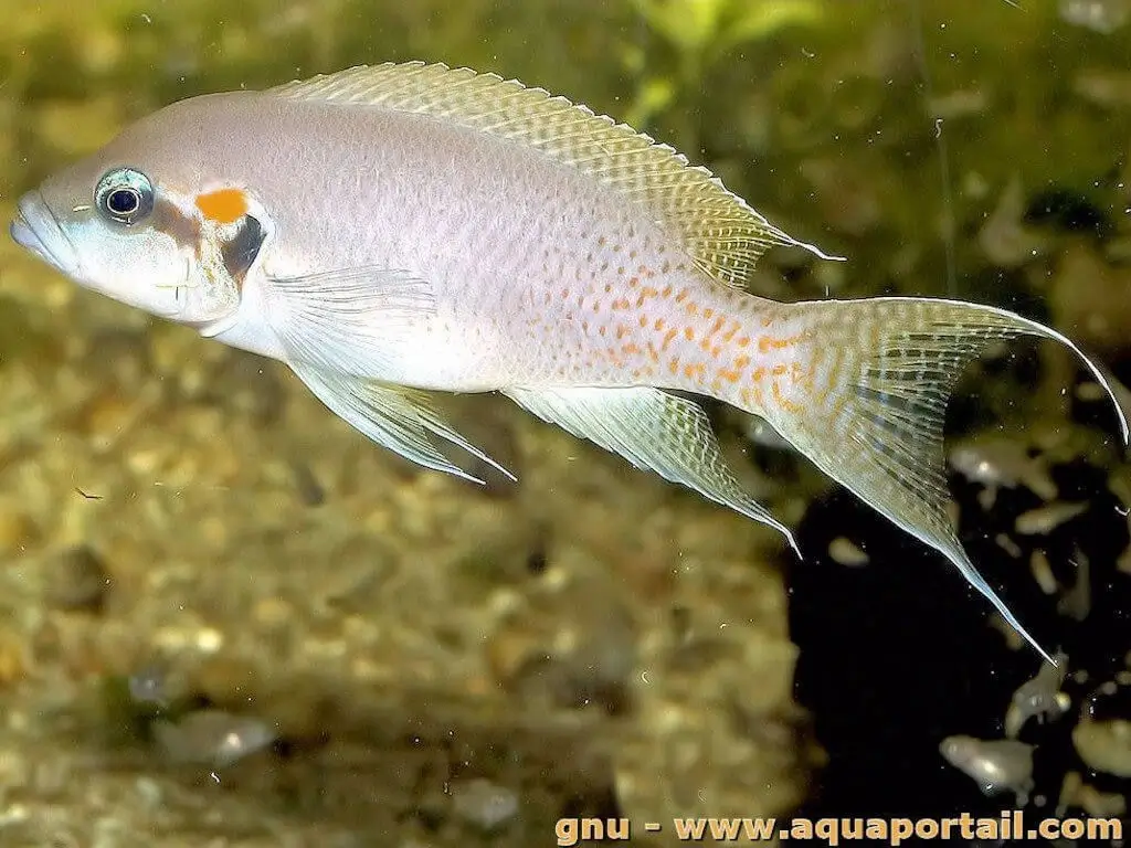 Neolamprologus brichardi