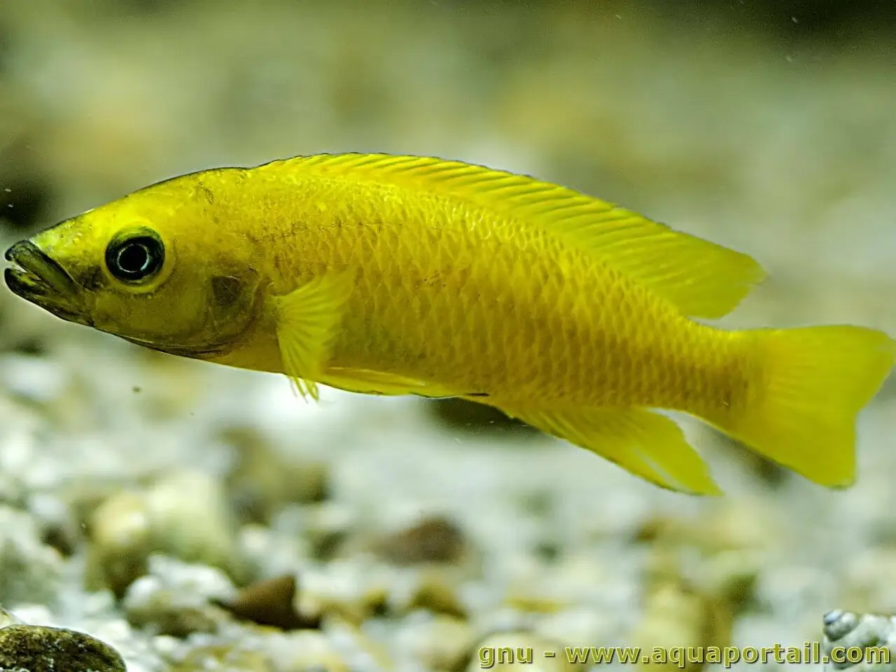 Neolamprologus Leleupi