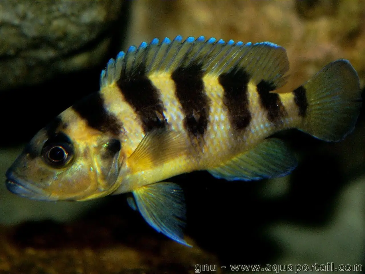 Neolamprologus sexfasciatus