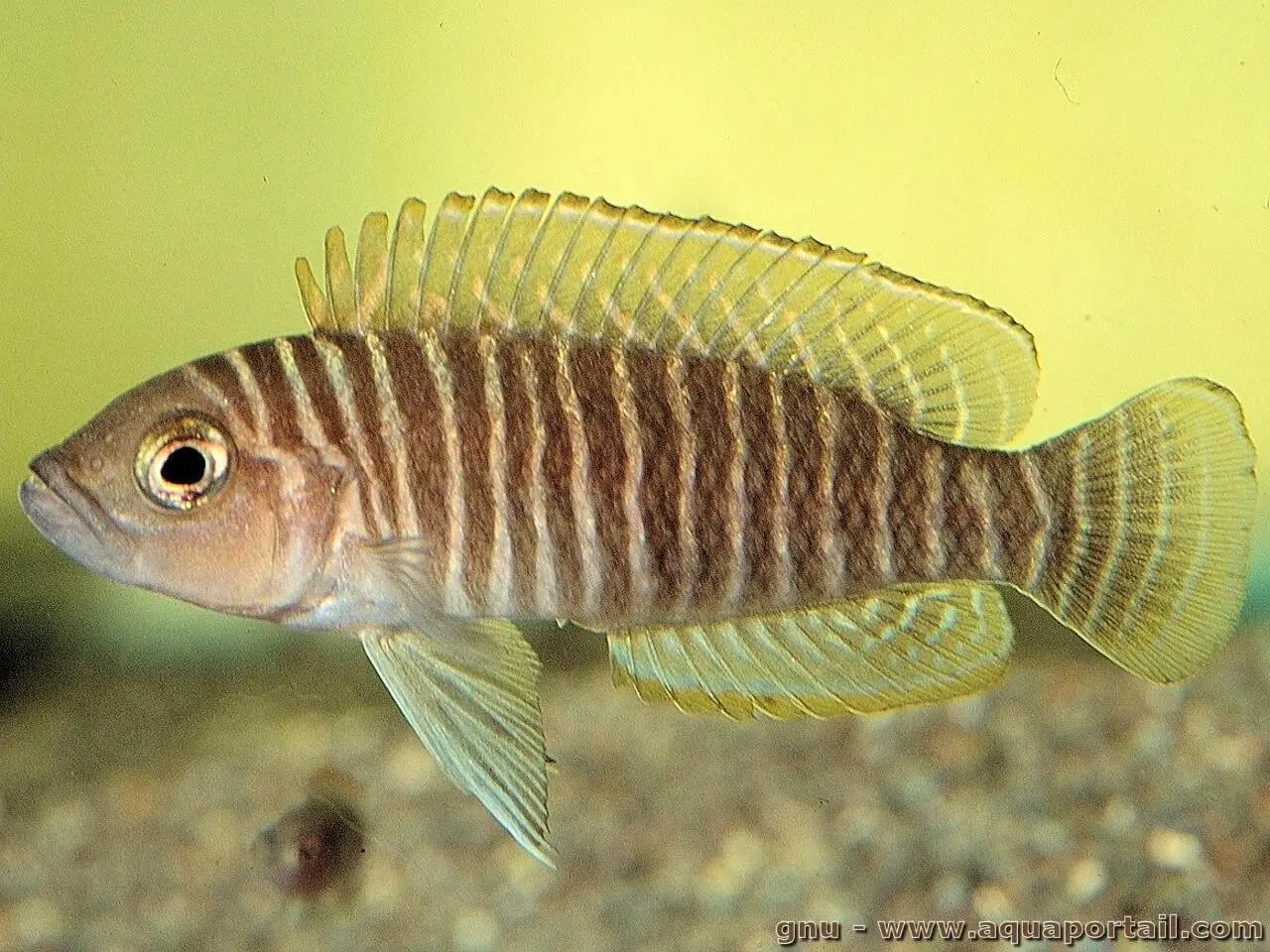 Neolamprologus similis