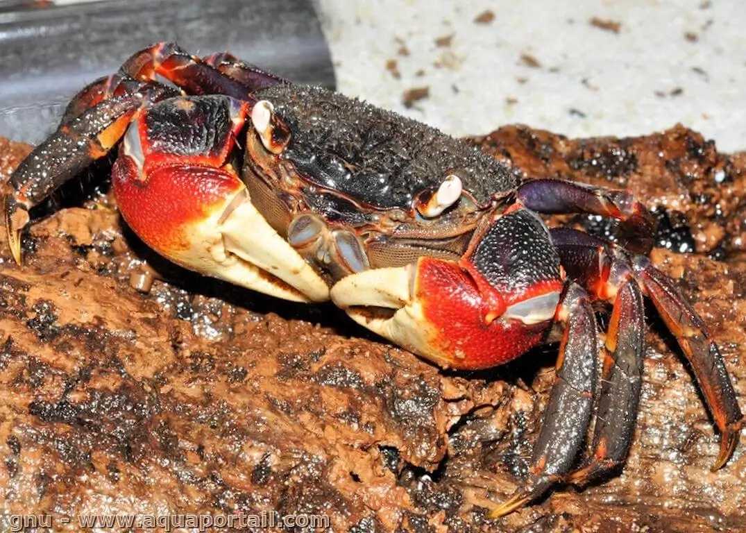 Neosarmatium meinerti (crabe araignée des mangroves)