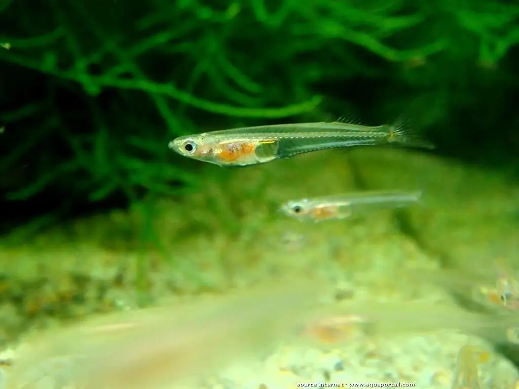 Neostethus lankesteri