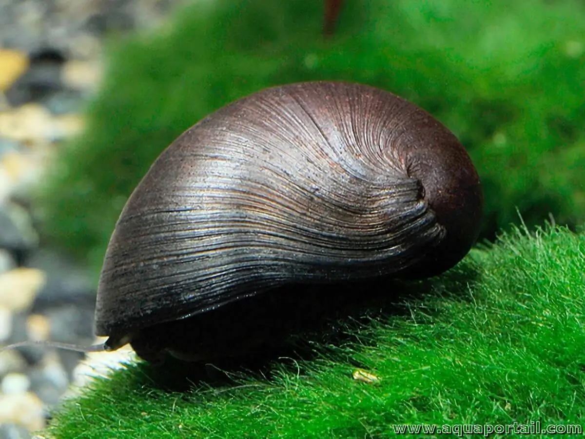 Neritina pulligera (nérite sombre)