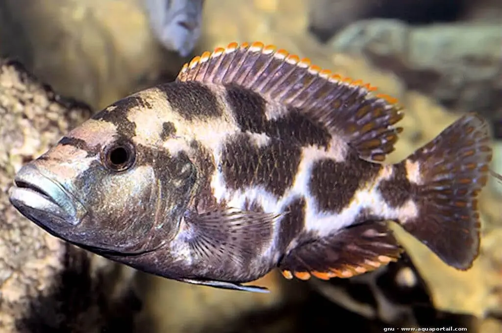 Nimbochromis livingstonii