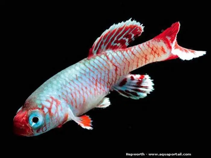 Nothobranchius rachovii