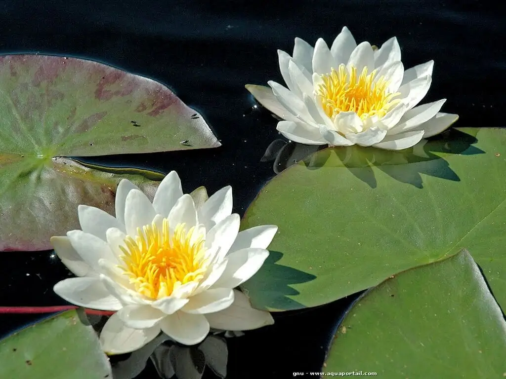 Nymphaea candida (nénuphar blanc boréal)