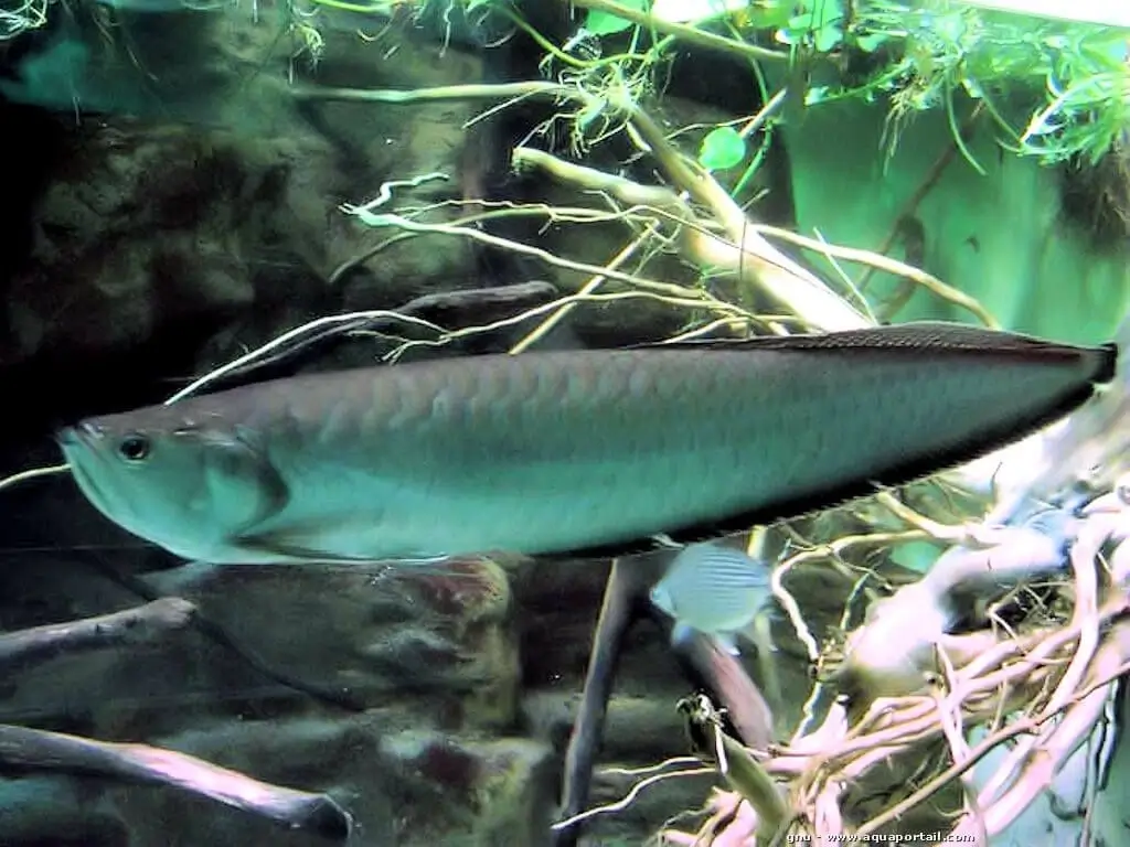 Osteoglossum ferreirai (arowana noir)