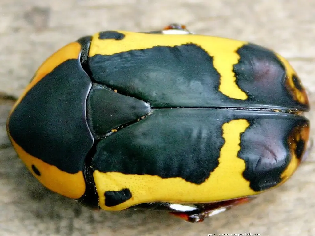Scarabée Jaune Et Noir