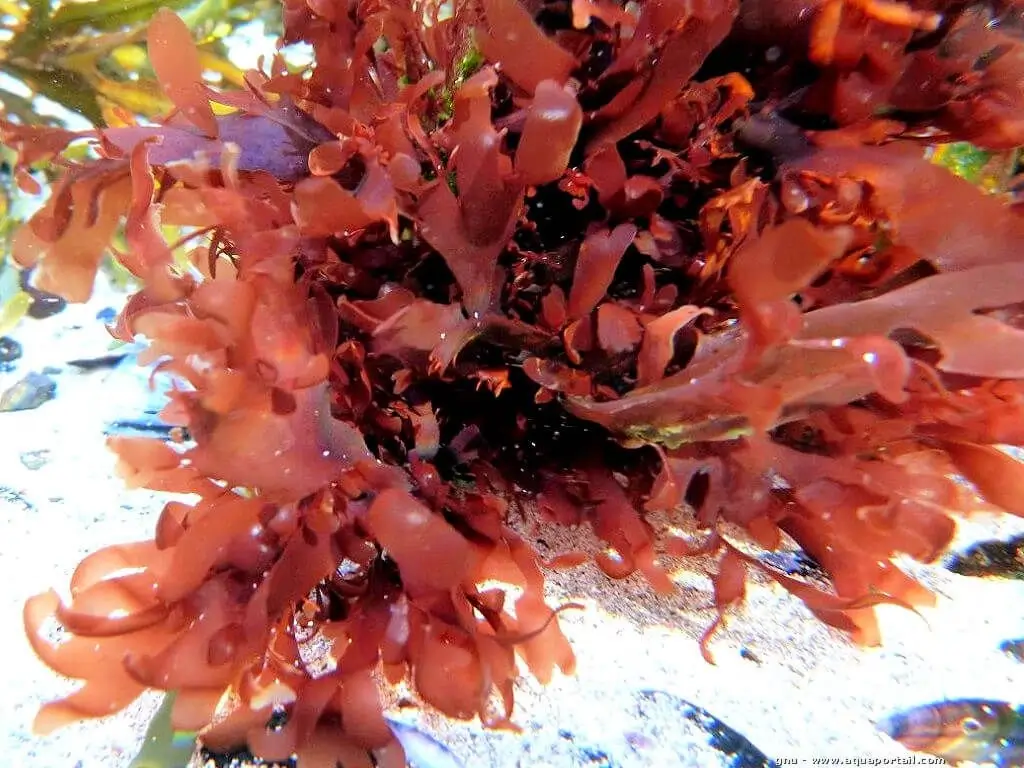 Palmaria palmata (dulse)