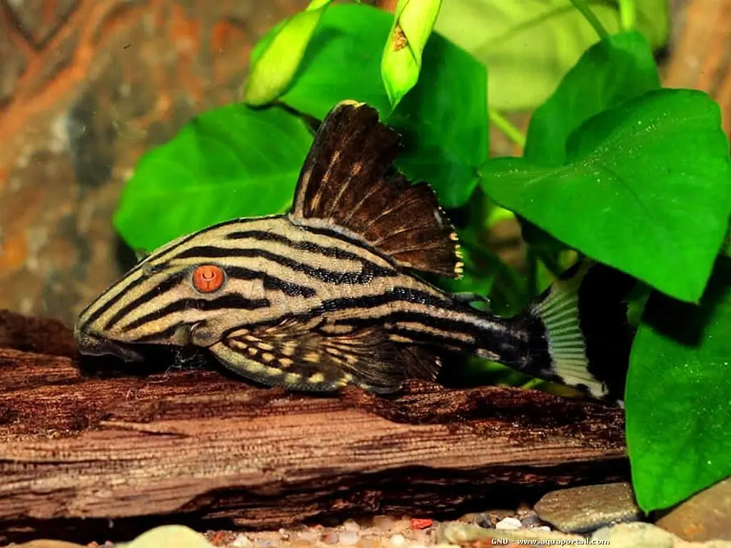 Panaque nigrolineatus (l330)