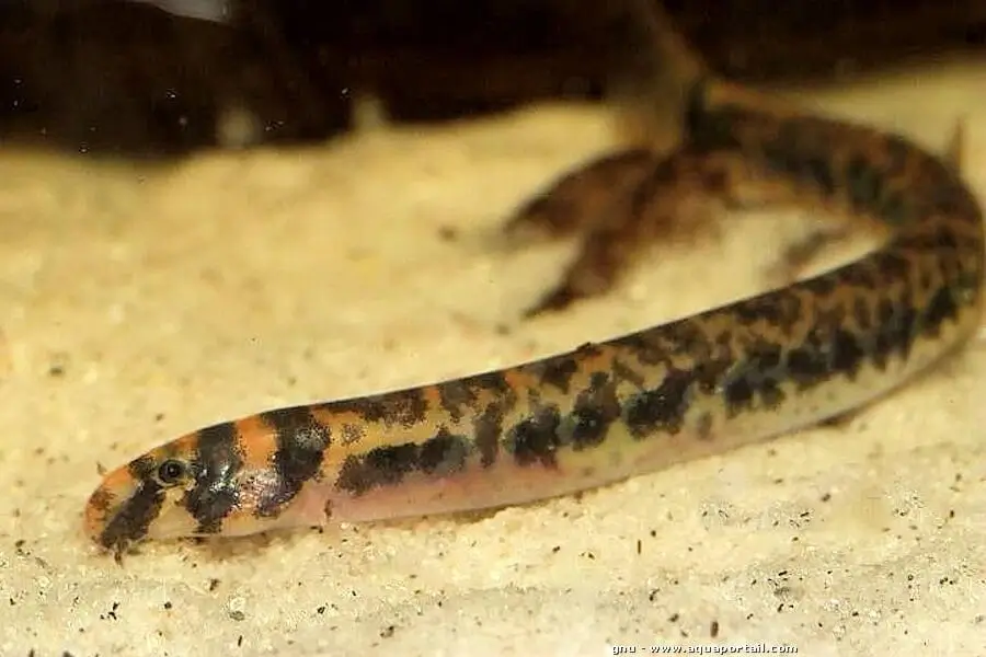 Pangio shelfordii (loche de Bornéo)