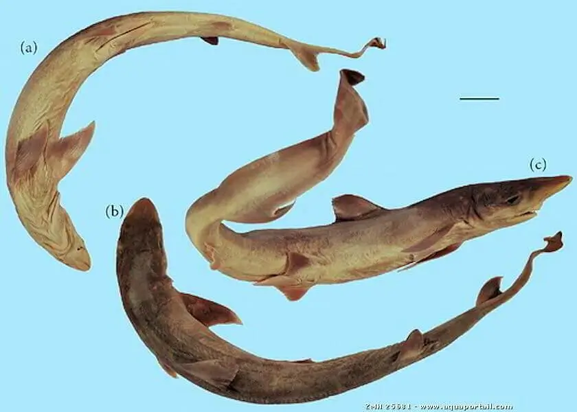 Paragaleus randalli