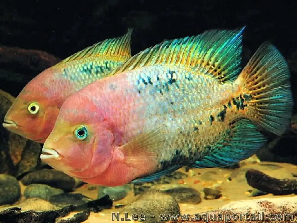 Les Cichlidés – Mon Aquarium d'Eau Douce