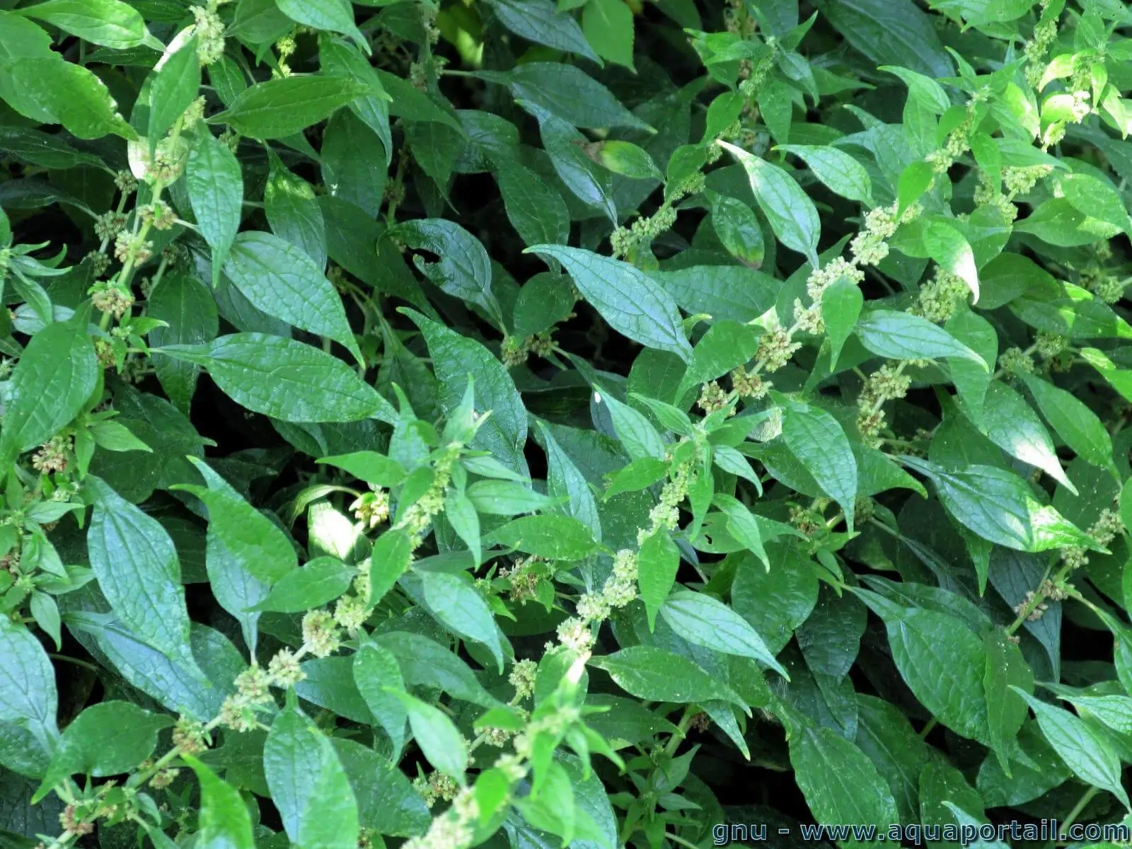 Parietaria officinalis (pariétaire officinale)