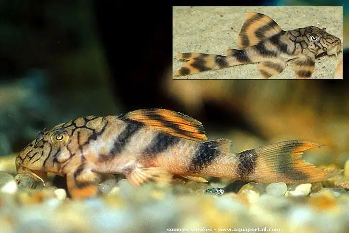 Peckoltia braueri (l121)