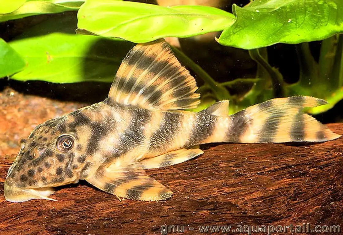 Peckoltia lineola (l202)