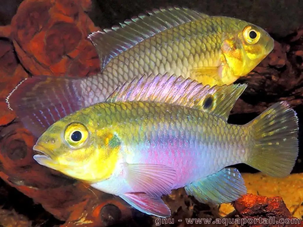 Pelvicachromis silviae