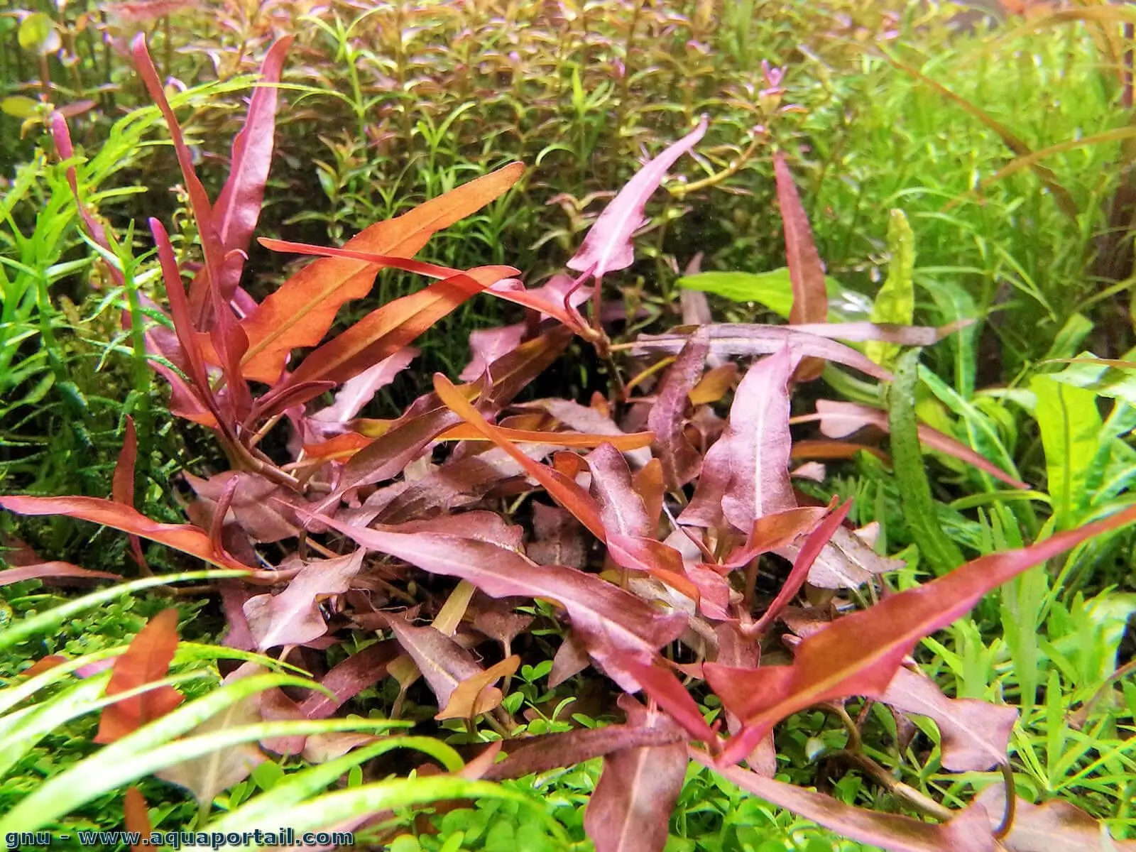 Persicaria praetermissa (persicaire ruby)