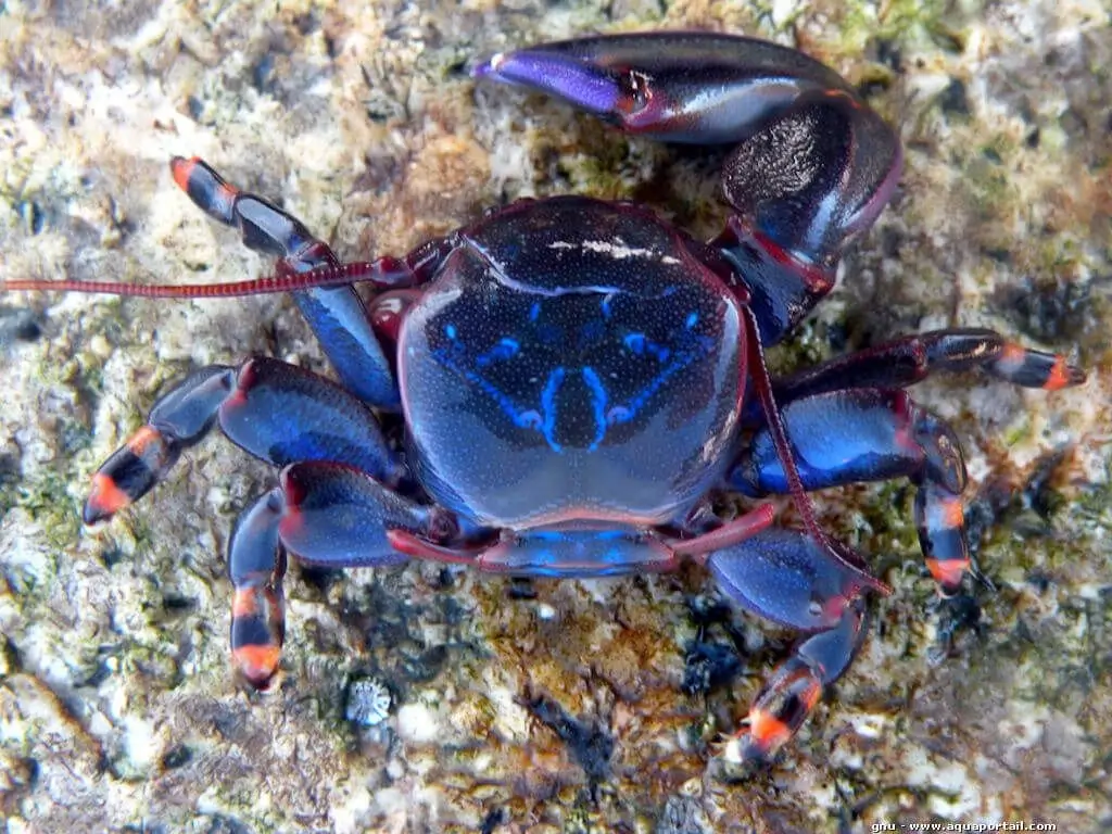 Petrolisthes violaceus (crabe porcellaine violacé)