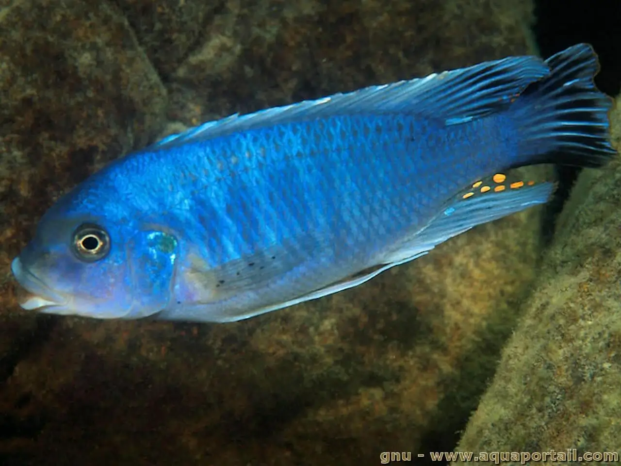 Petrotilapia tridentiger