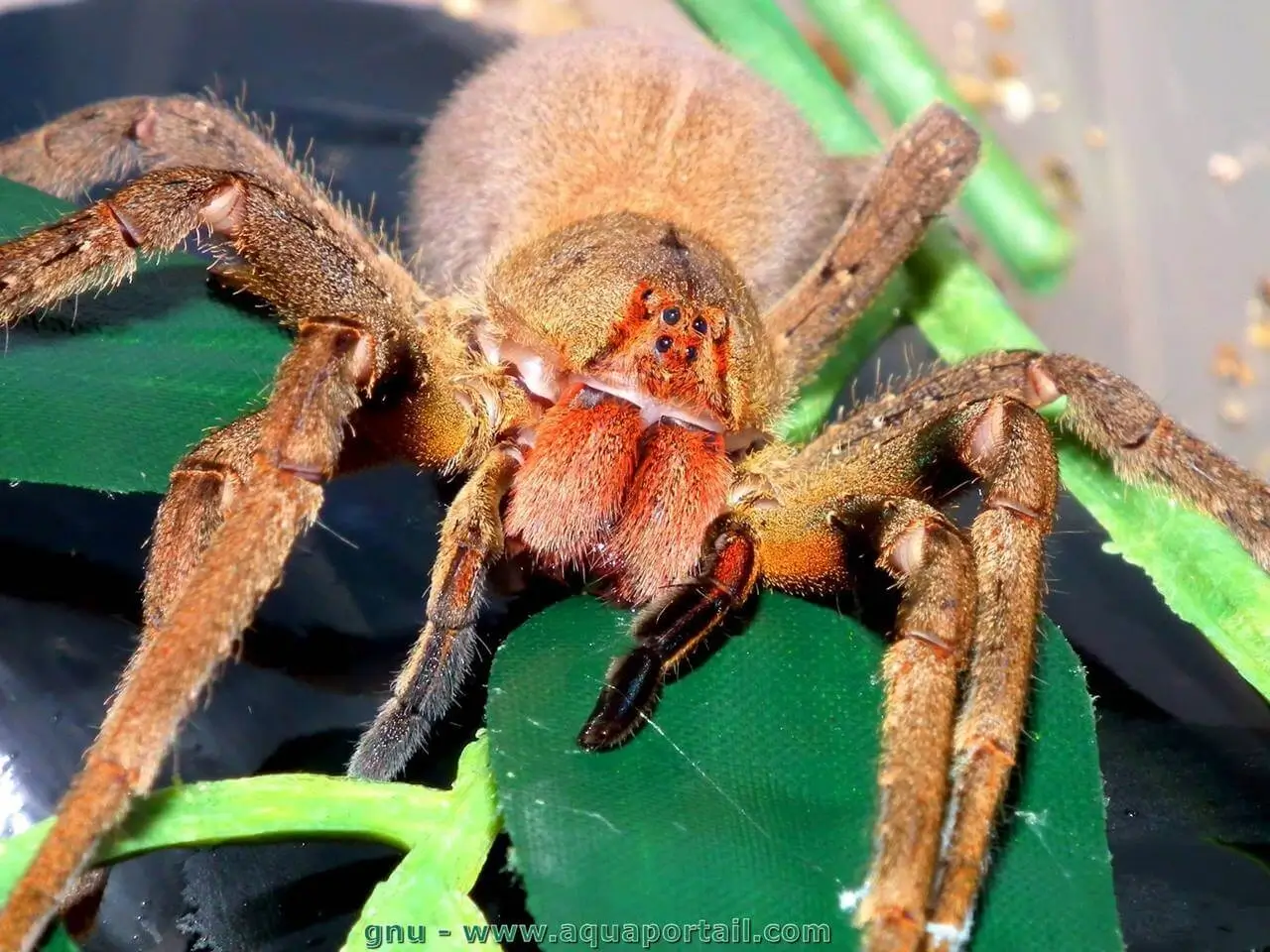 Phoneutria nigriventer (araignée-banane)