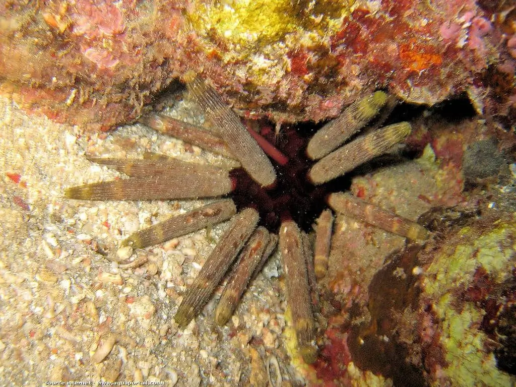 Phyllacanthus imperialis (oursin)