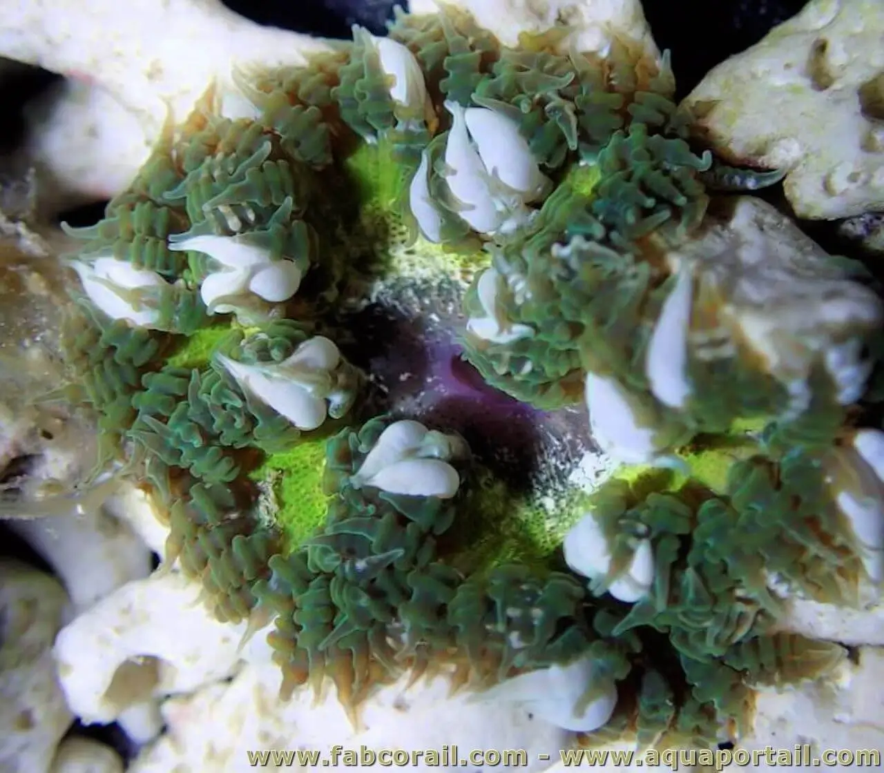 Phymanthus crucifer (epicystis crucifer)