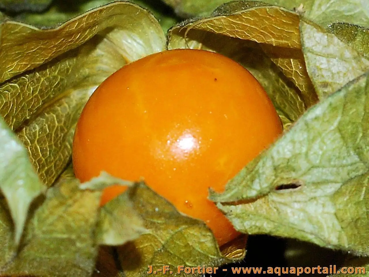 Physalis peruviana (coqueret du Pérou)