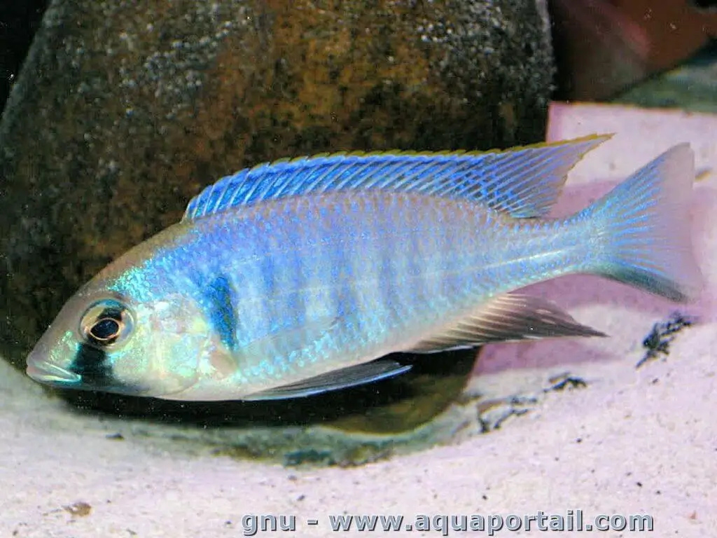 Placidochromis electra