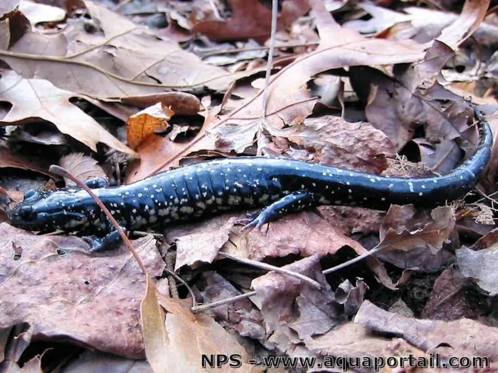 Plethodon glutinosus (salamandre visqueuse)