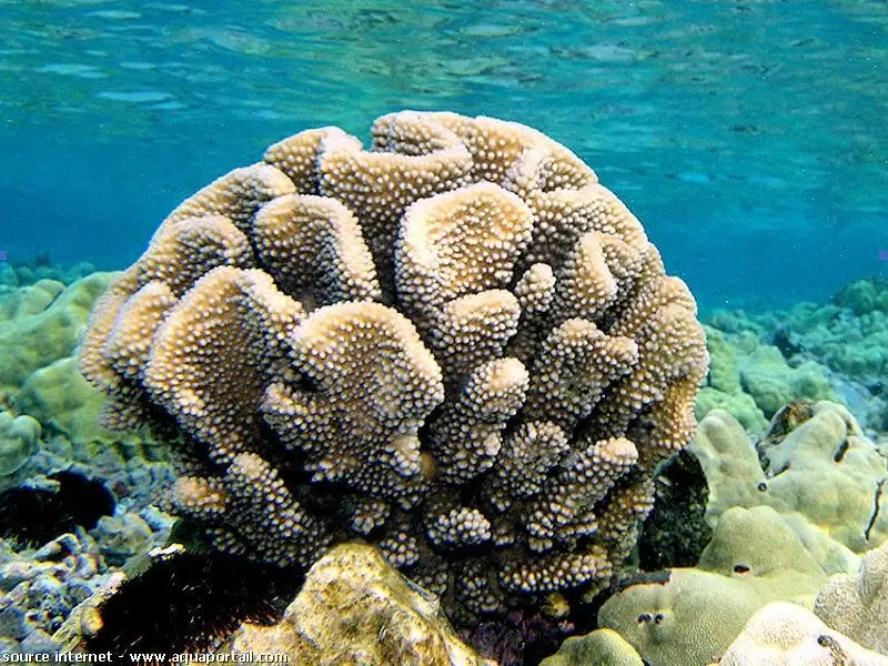 Pocillopora meandrina