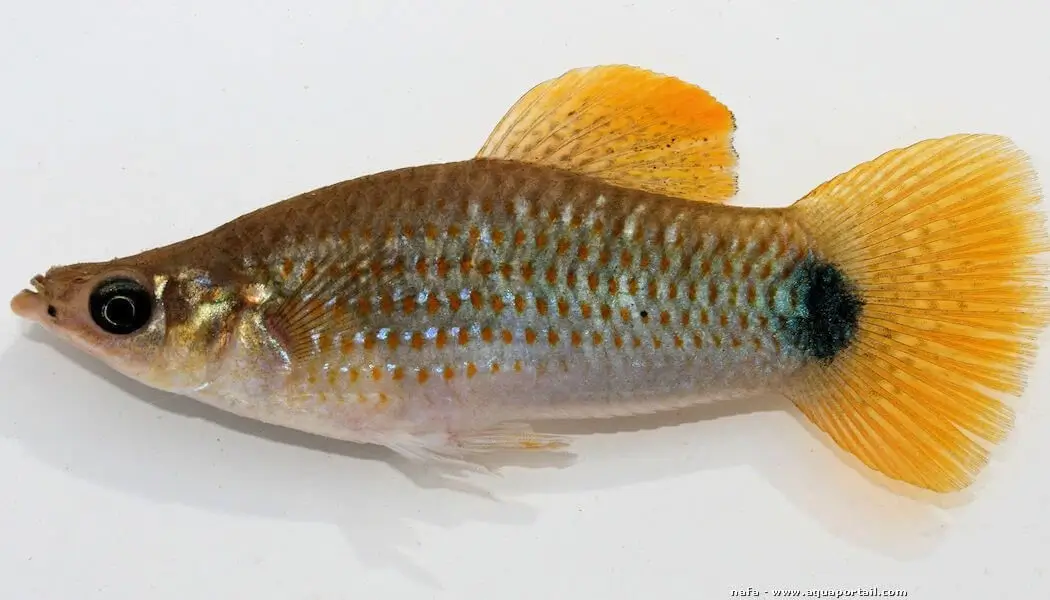 Genre Poecilia (Mollys, guppys)