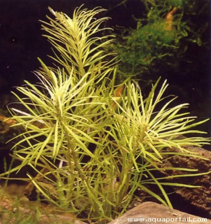 Pogostemon (genre)