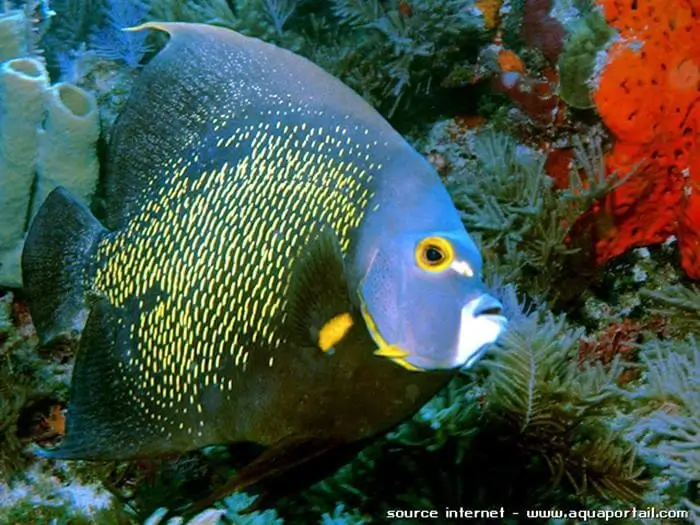 Pomacanthus Paru
