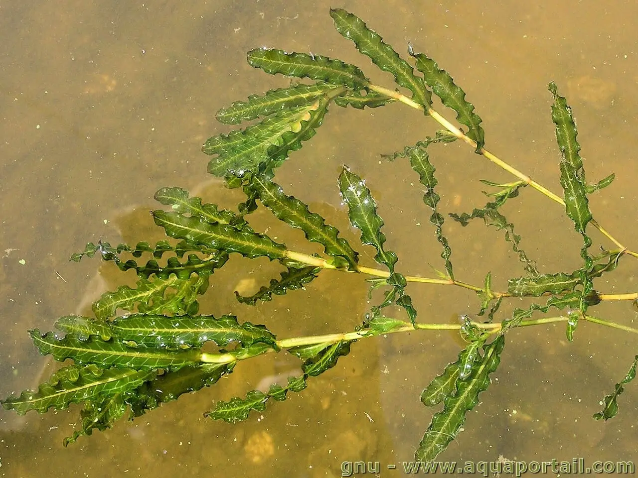 Potamogeton crispus (potamot crépu)
