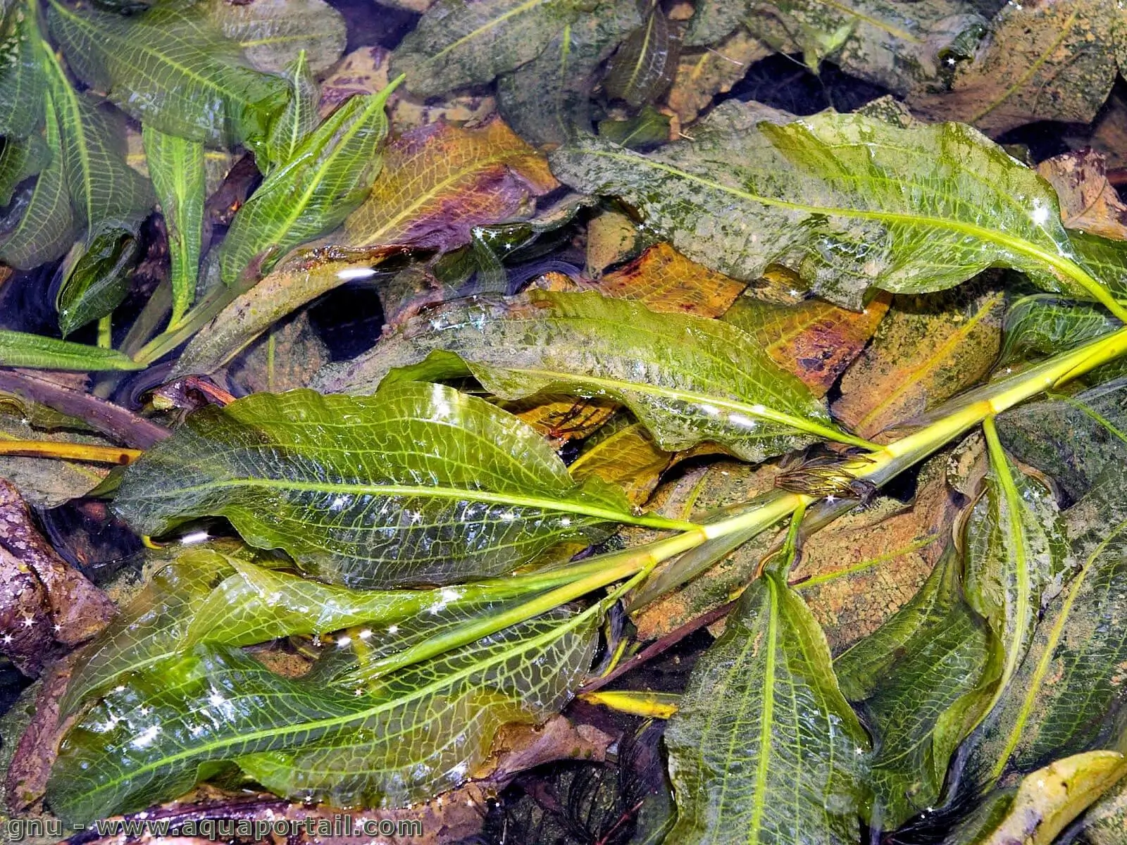 Potamogeton lucens (potamot luisant)