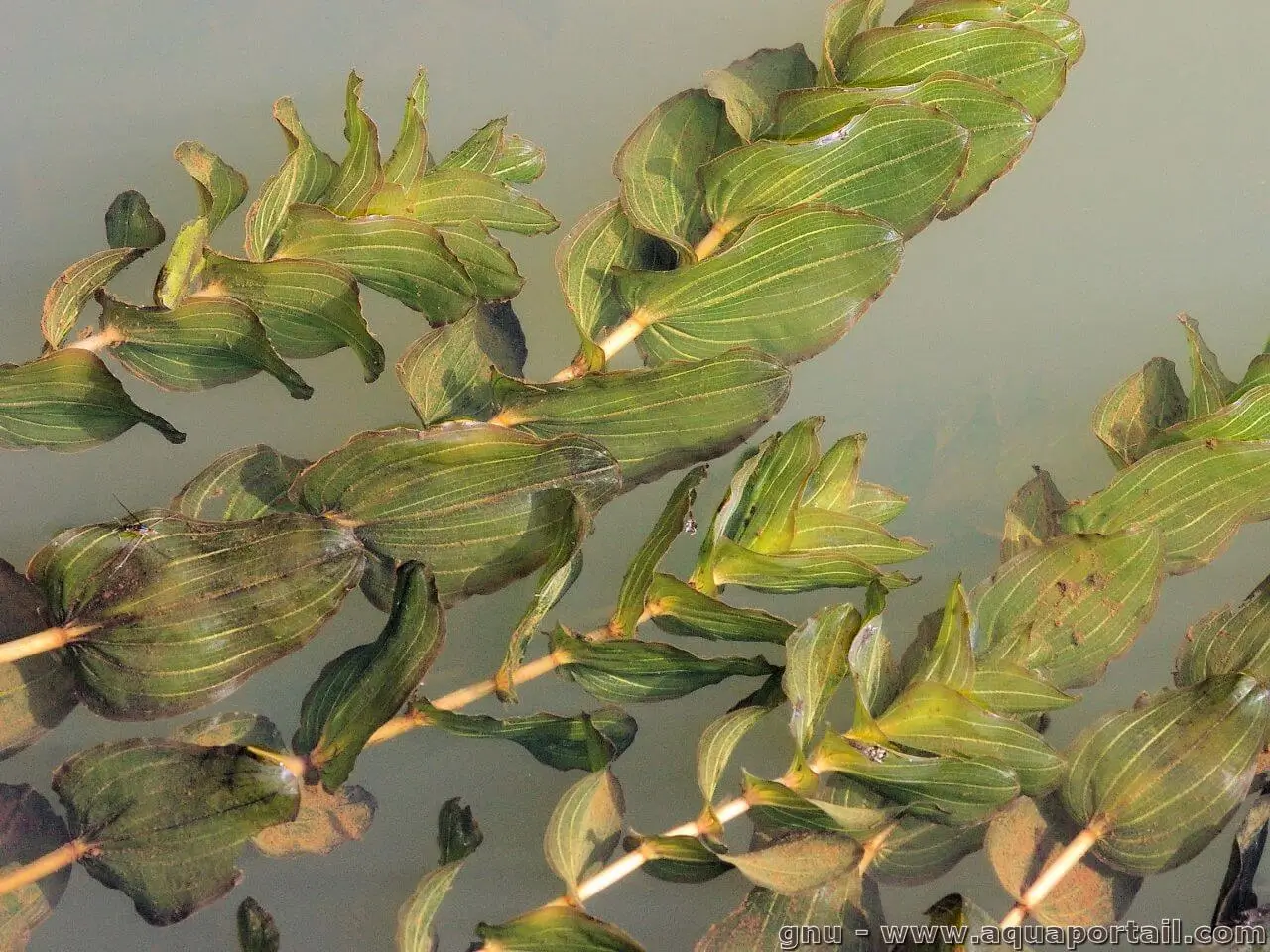 Potamogeton perfoliatus (Potamot perfolié)