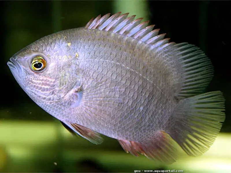 Pristolepis grootii (poisson feuille indonésien)