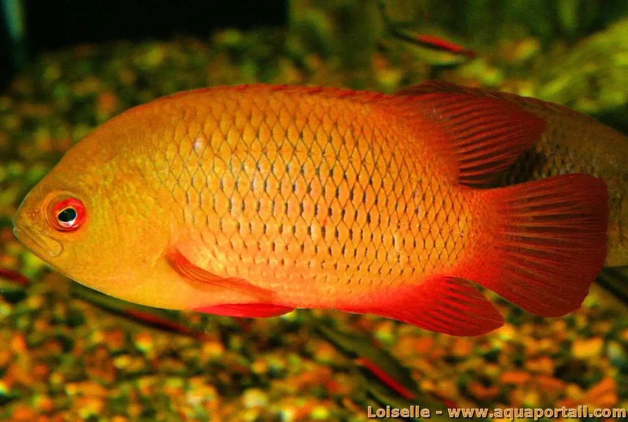 Pristolepis grootii (poisson feuille indonésien)