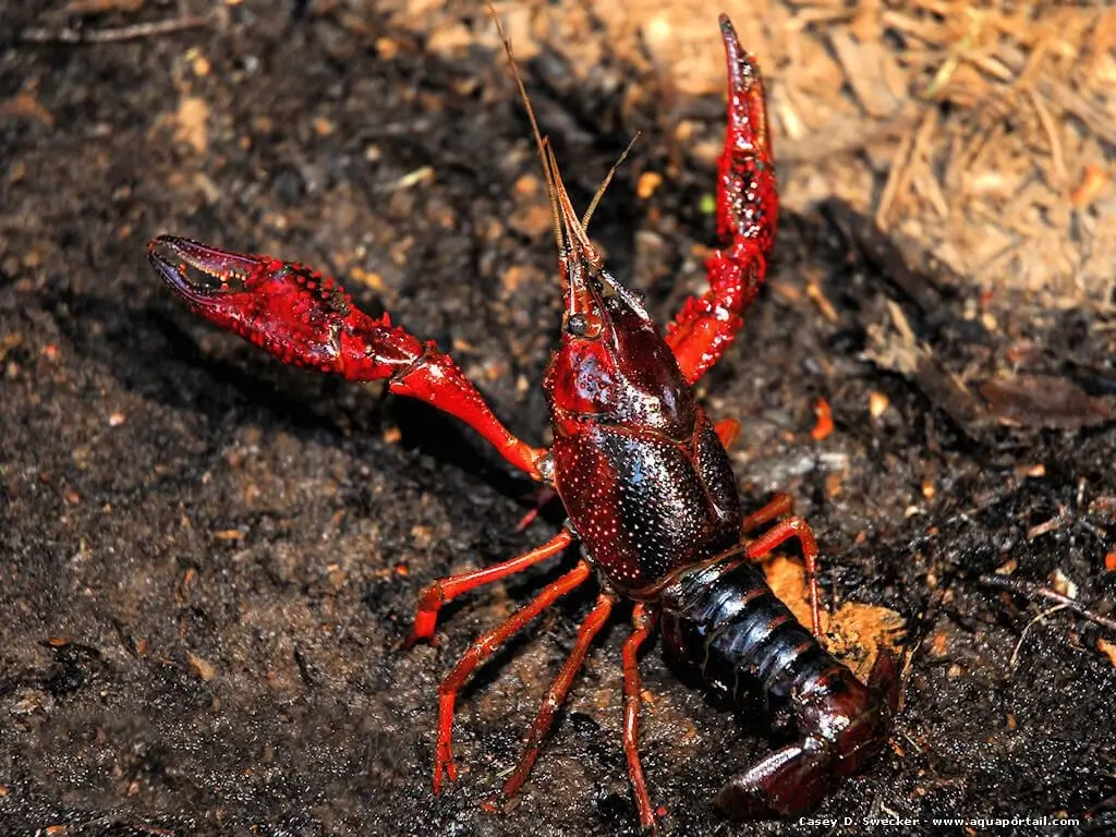 L ecrevisse De Louisiane Procambarus Clarkii