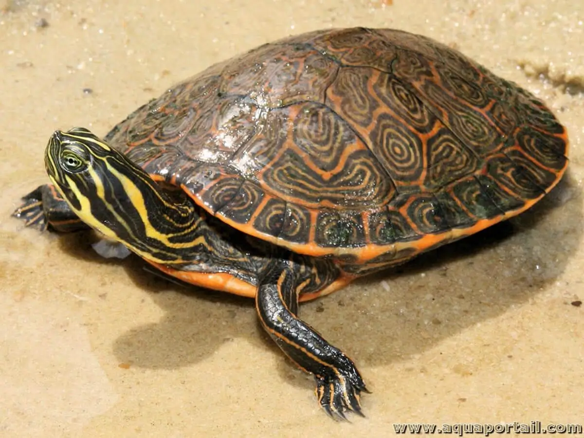Pseudemys nelsoni (pseudémyde de Nelson)
