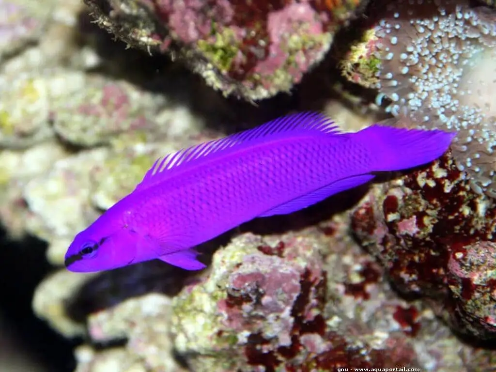 Pseudochromis fridmani (Pseudochromis de mer Rouge, Serran orchidée ...