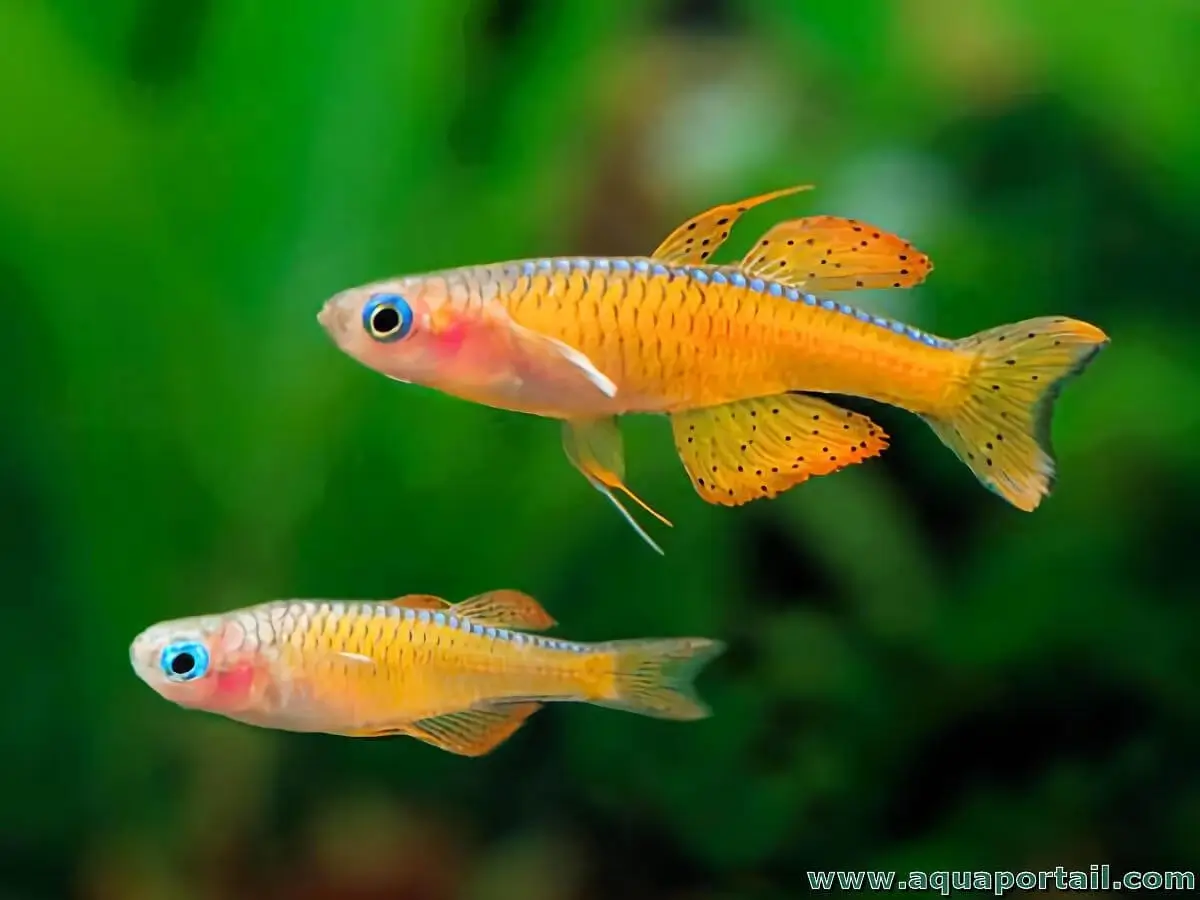 Pseudomugil paskai