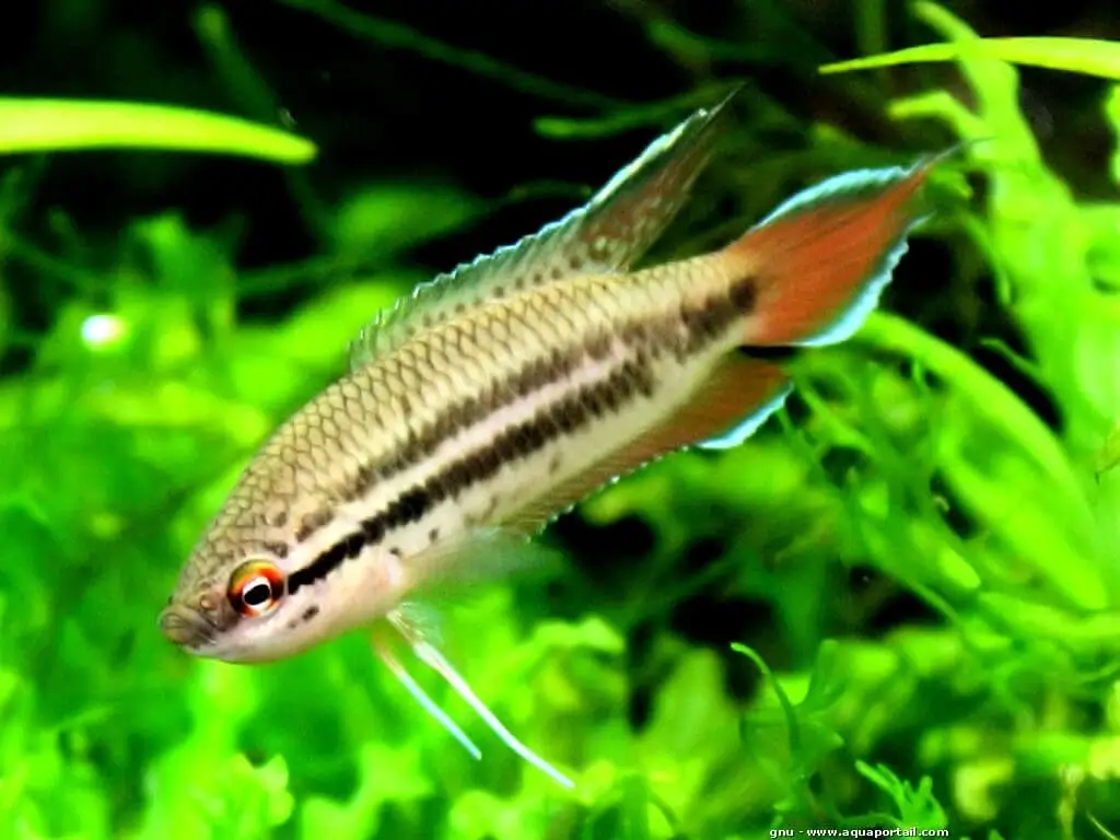 Question on Paradise fish | The Planted Tank Forum