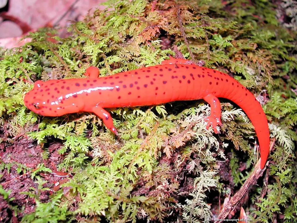Pseudotriton ruber (salamandre rouge)
