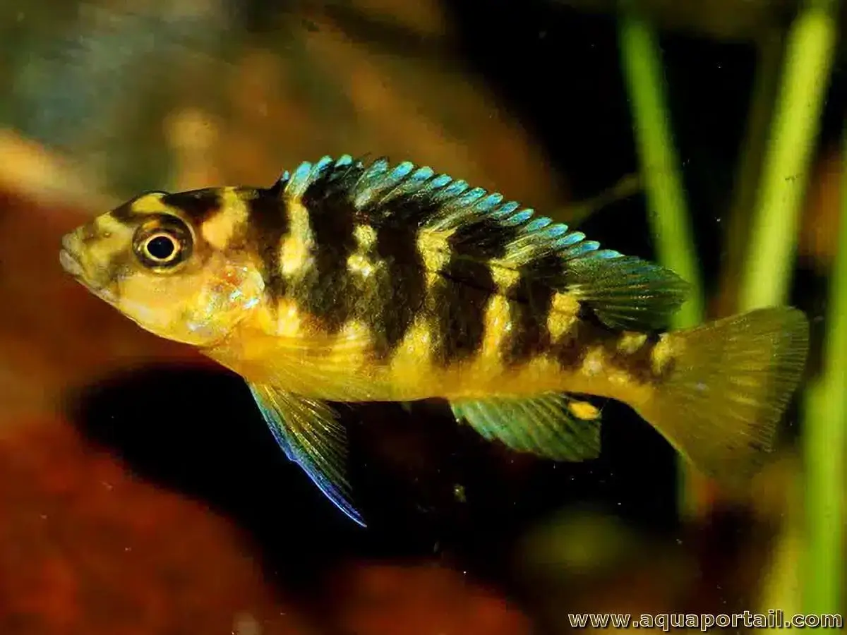 Pseudotropheus crabro (cichlidé frelon)