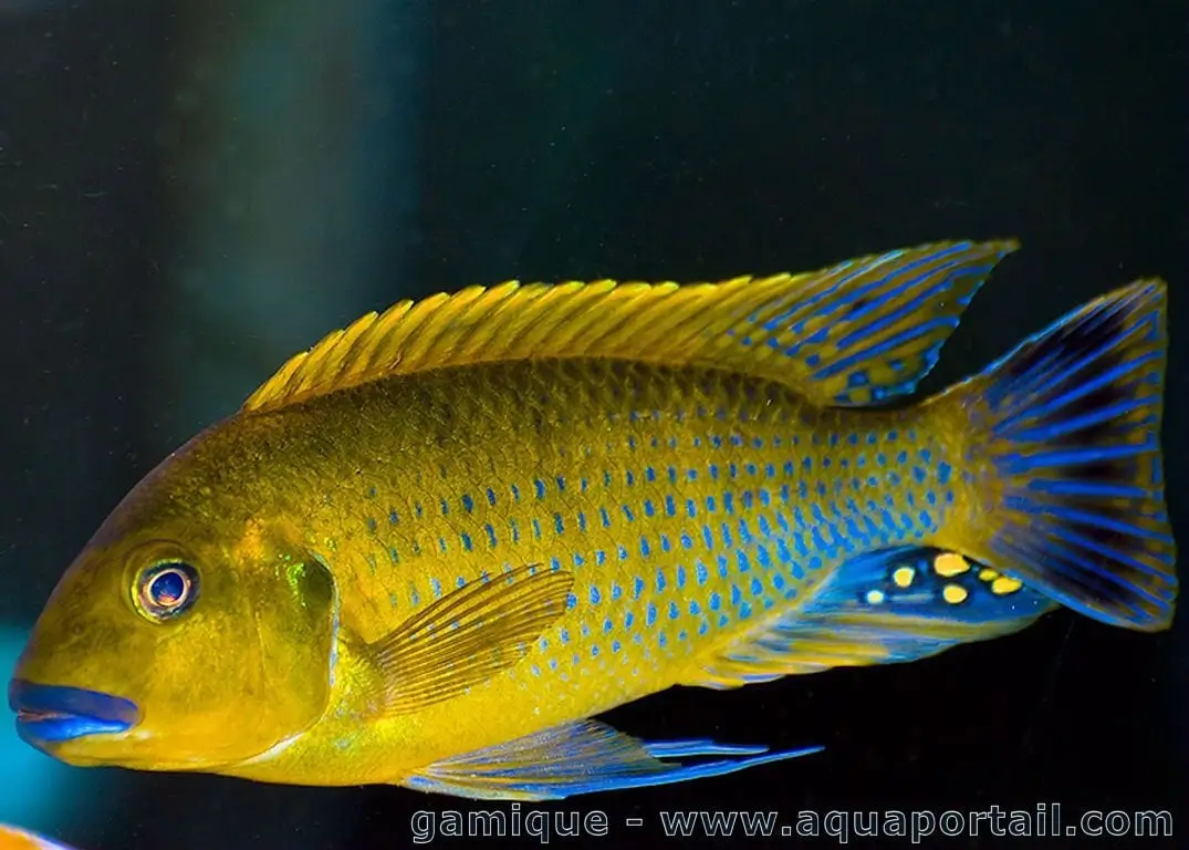 Pseudotropheus williamsi