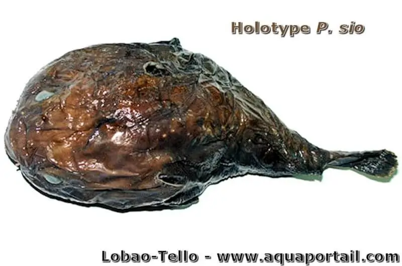 Psychrolutes marcidus (blobfish)