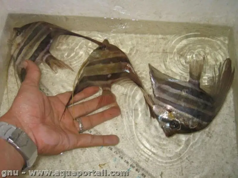 Pterophyllum altum (scalaire altum)